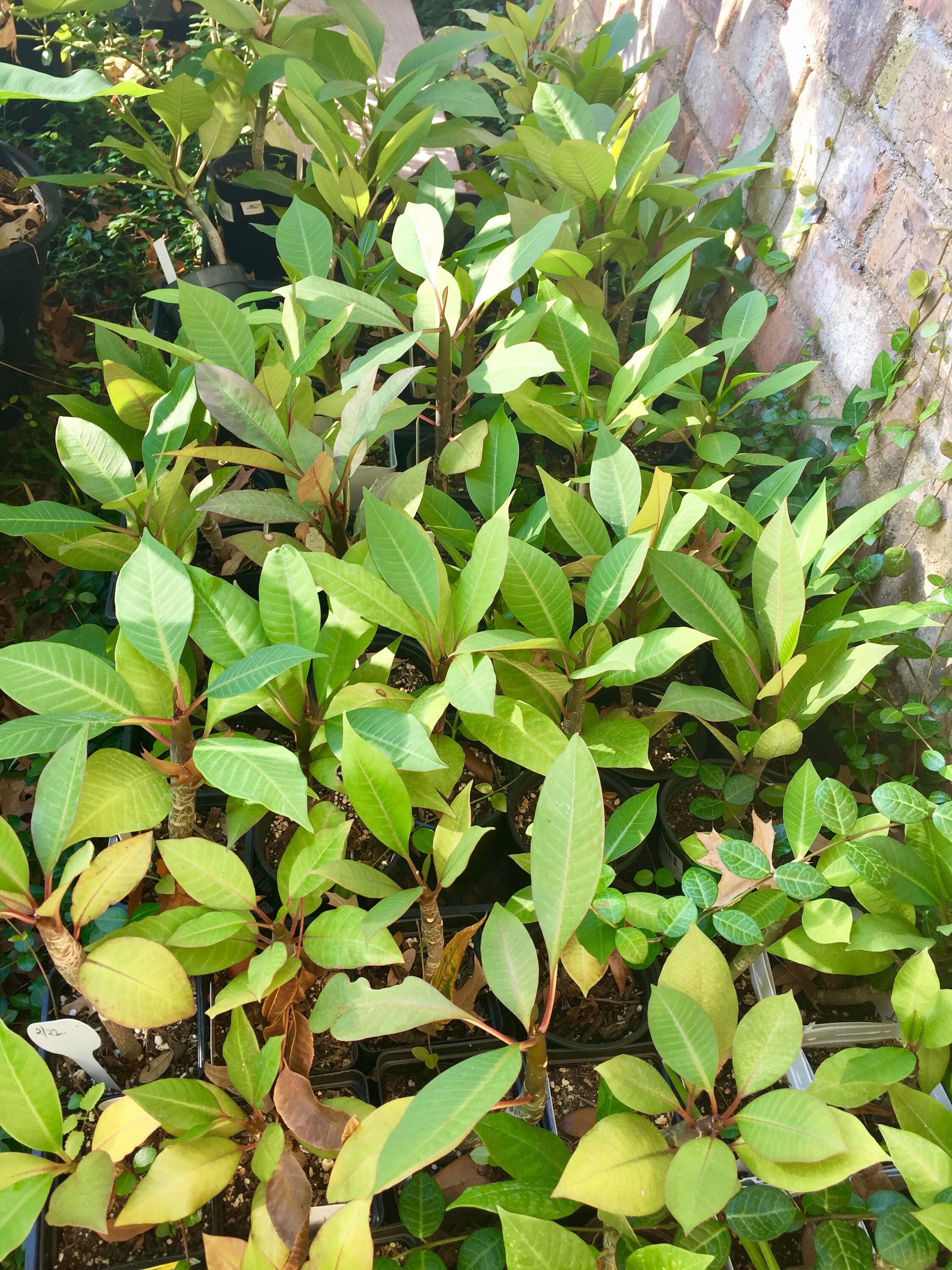 Plumeria Plant Puu Kahea A Perfect Gift OUR GUARANTEE - Etsy