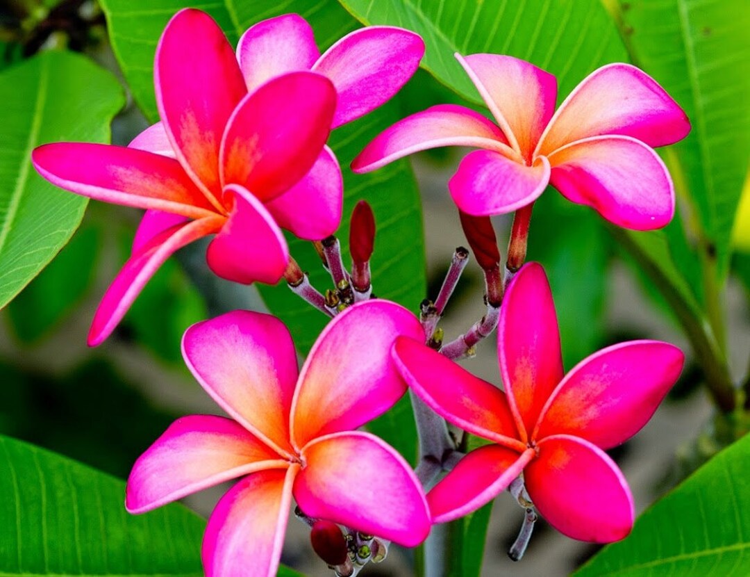 Rooted Plumeria Frangipani Plant – Fragrant Hawaiian Tropical Flower ...