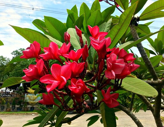 Red Plumeria Tree