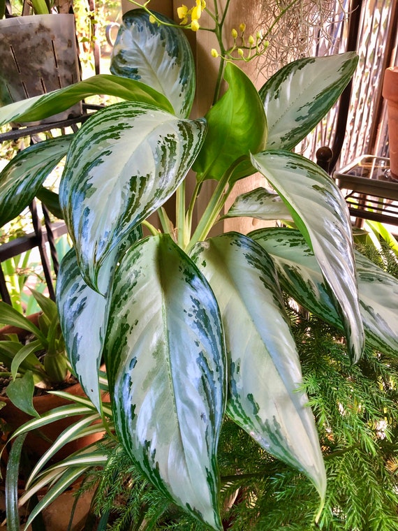 Silver Queen House Plant