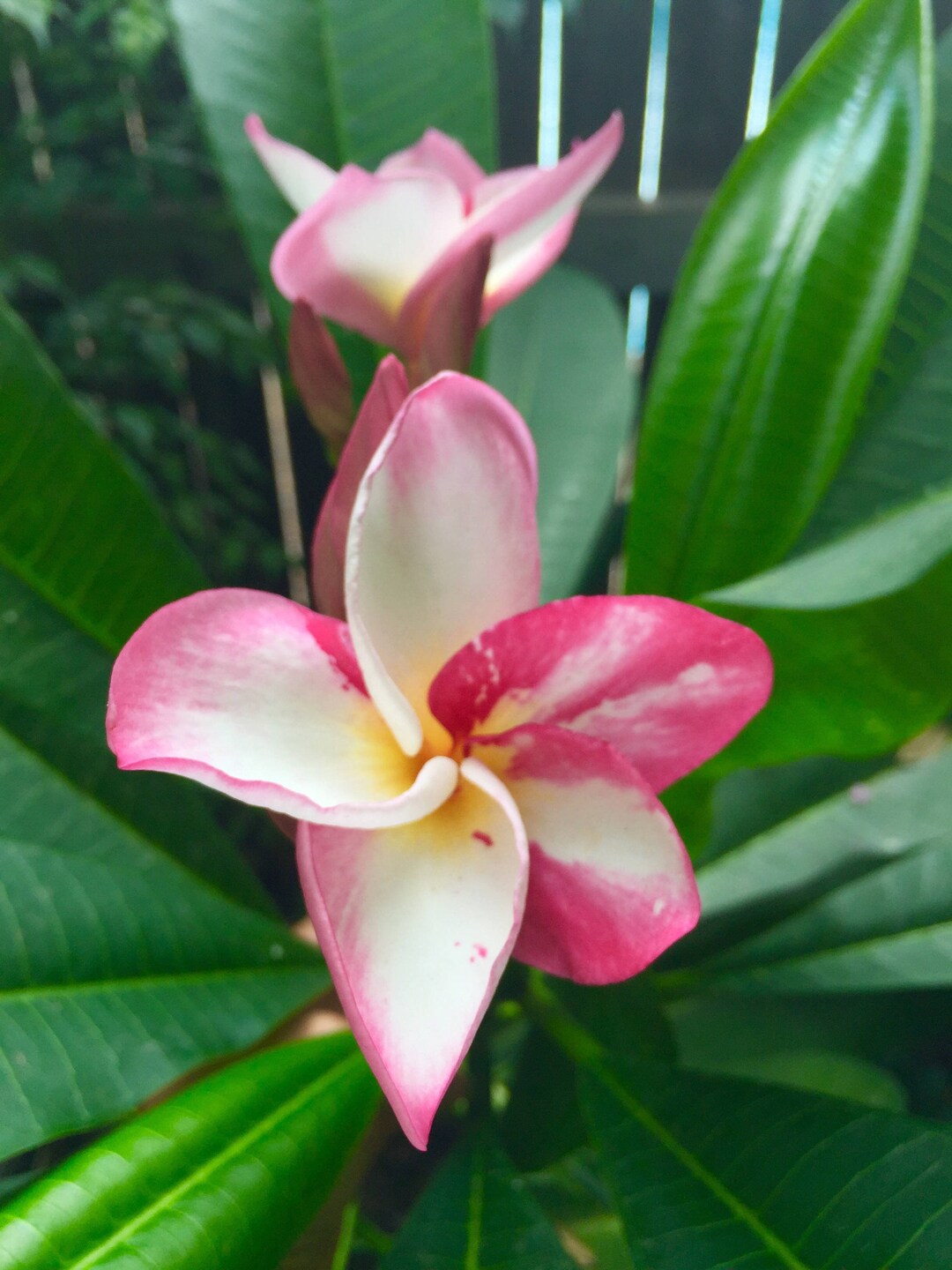 Rare Pink Plumeria 'matisse' Plant: Frangipani Tree - Live Rooted or ...