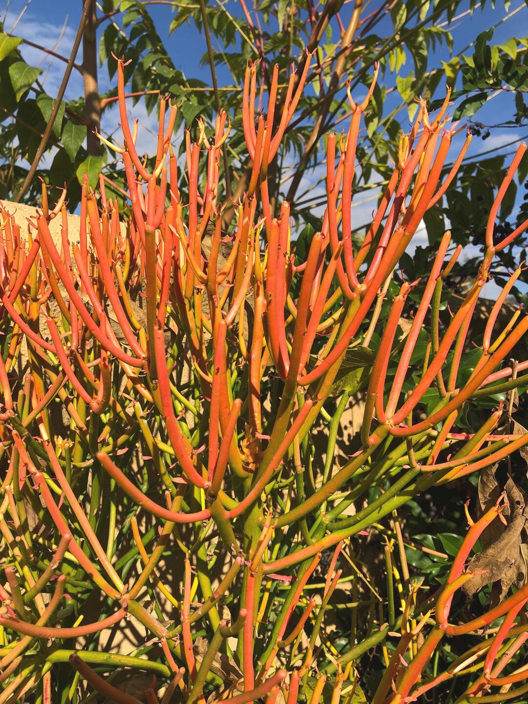Firestick Plant Cutting – Euphorbia Tirucalli, Easy Care Succulent - Etsy