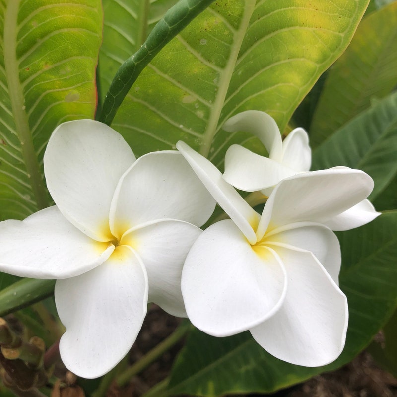 White Plumeria - Etsy