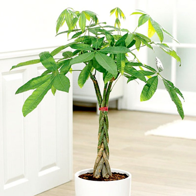 The Money Tree Houseplant Kit Etsy Earn Via Survey In India the-money-tree-houseplant-kit-etsy-earn-via-survey-in-india