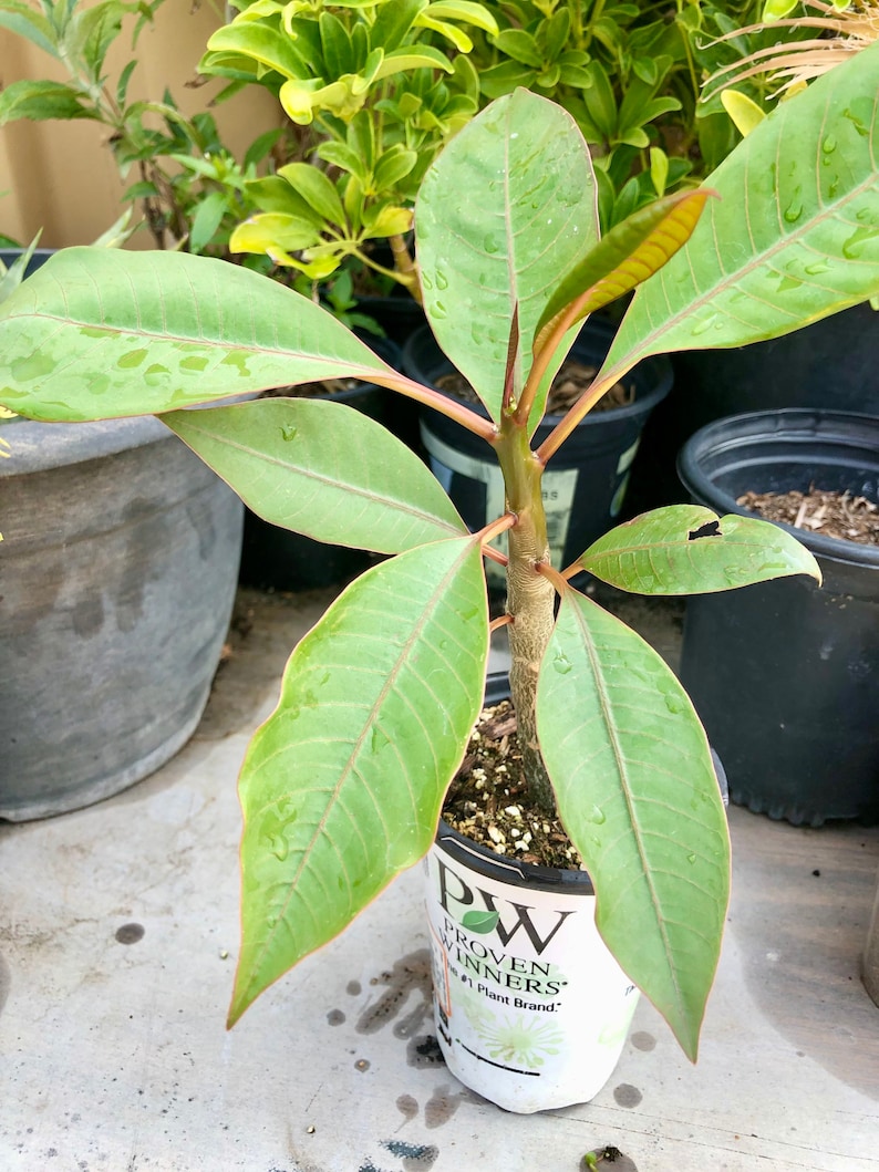 Dwarf Plumeria Rooted Cutting – Compact Cream Blooms– Tropical Patio ...