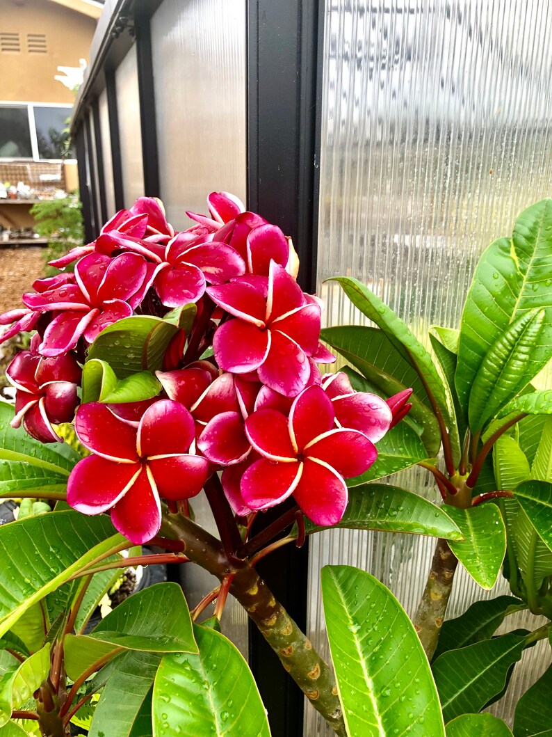 Gina Plumeria Plant in 6 Pot Easy to Grow OUR GUARANTEE - Etsy
