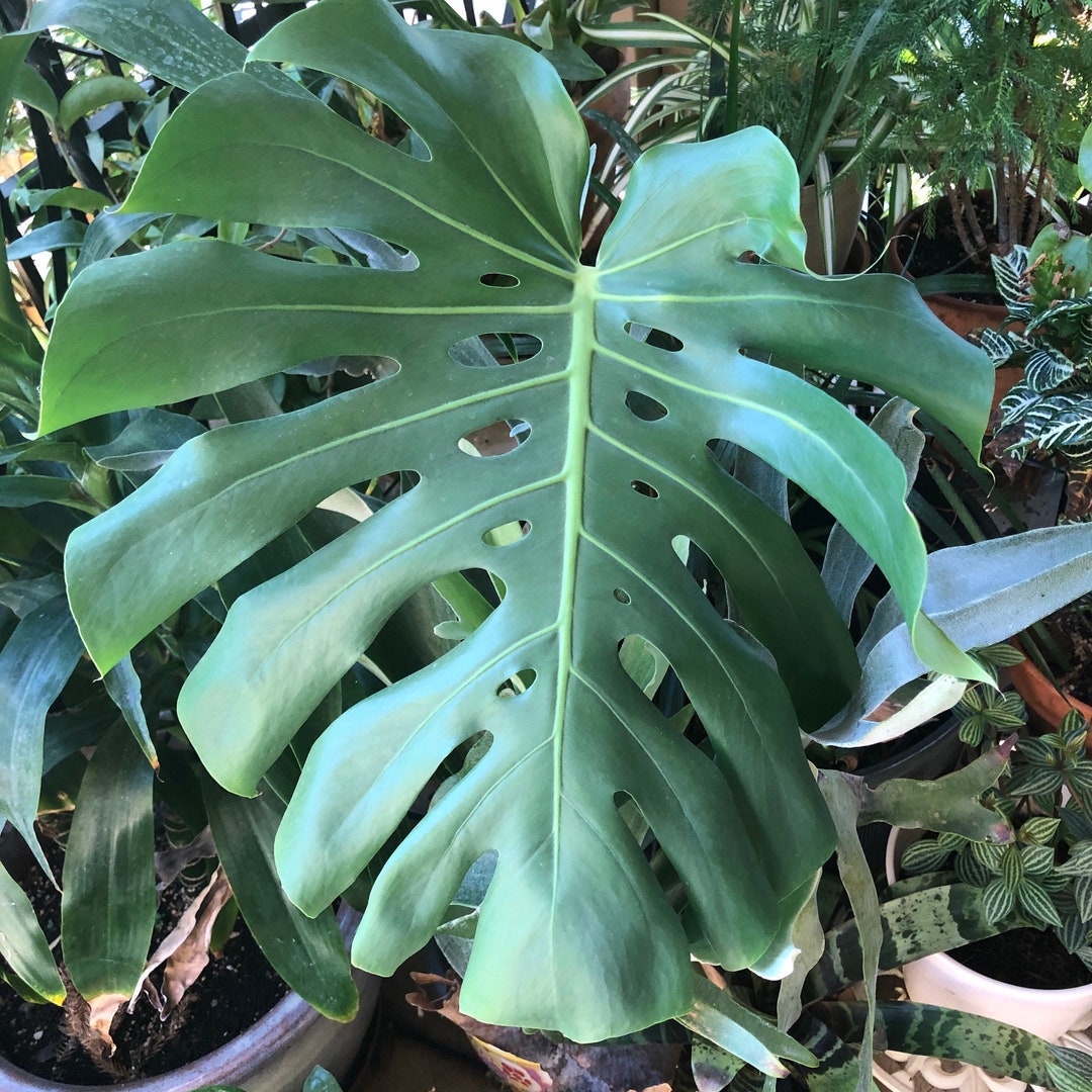 Philodendron Monstera Deliciosa, Including Climbing Pole, A Perfect ...