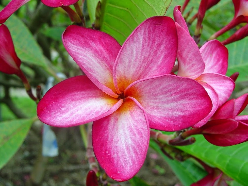 Tropical Pink Flowers A Perfect Gift OUR GUARANTEE | Etsy