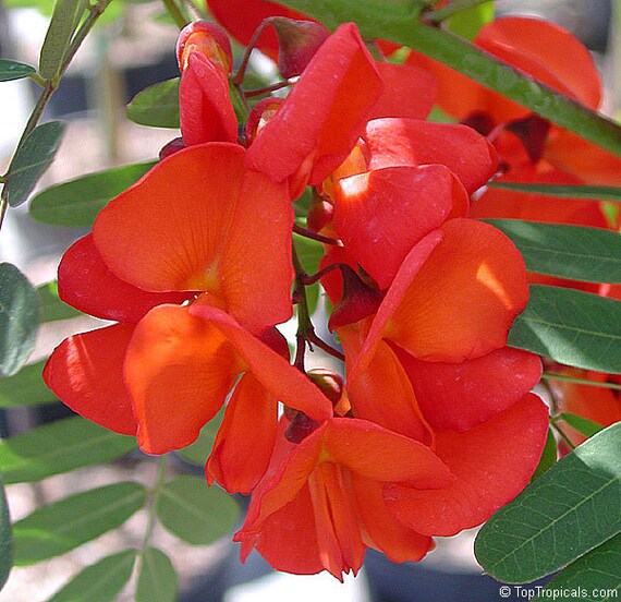 Rare Tree Sesbania Punicea A Perfect Gift OUR GUARANTEE | Etsy