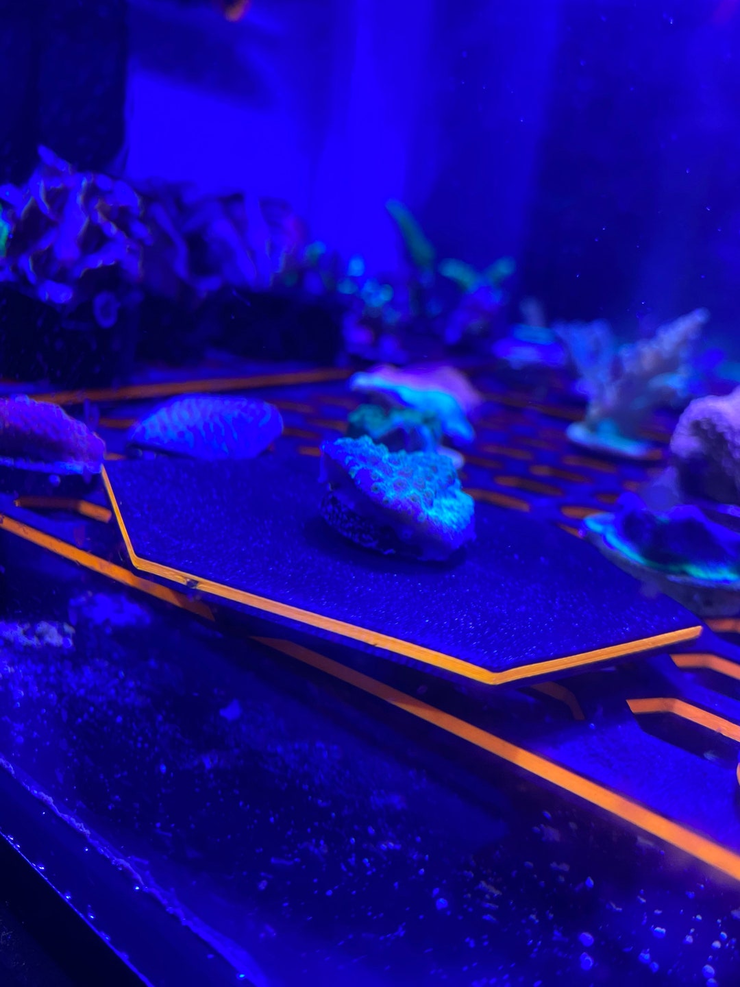 3 Frag Disc Dual Color - Etsy