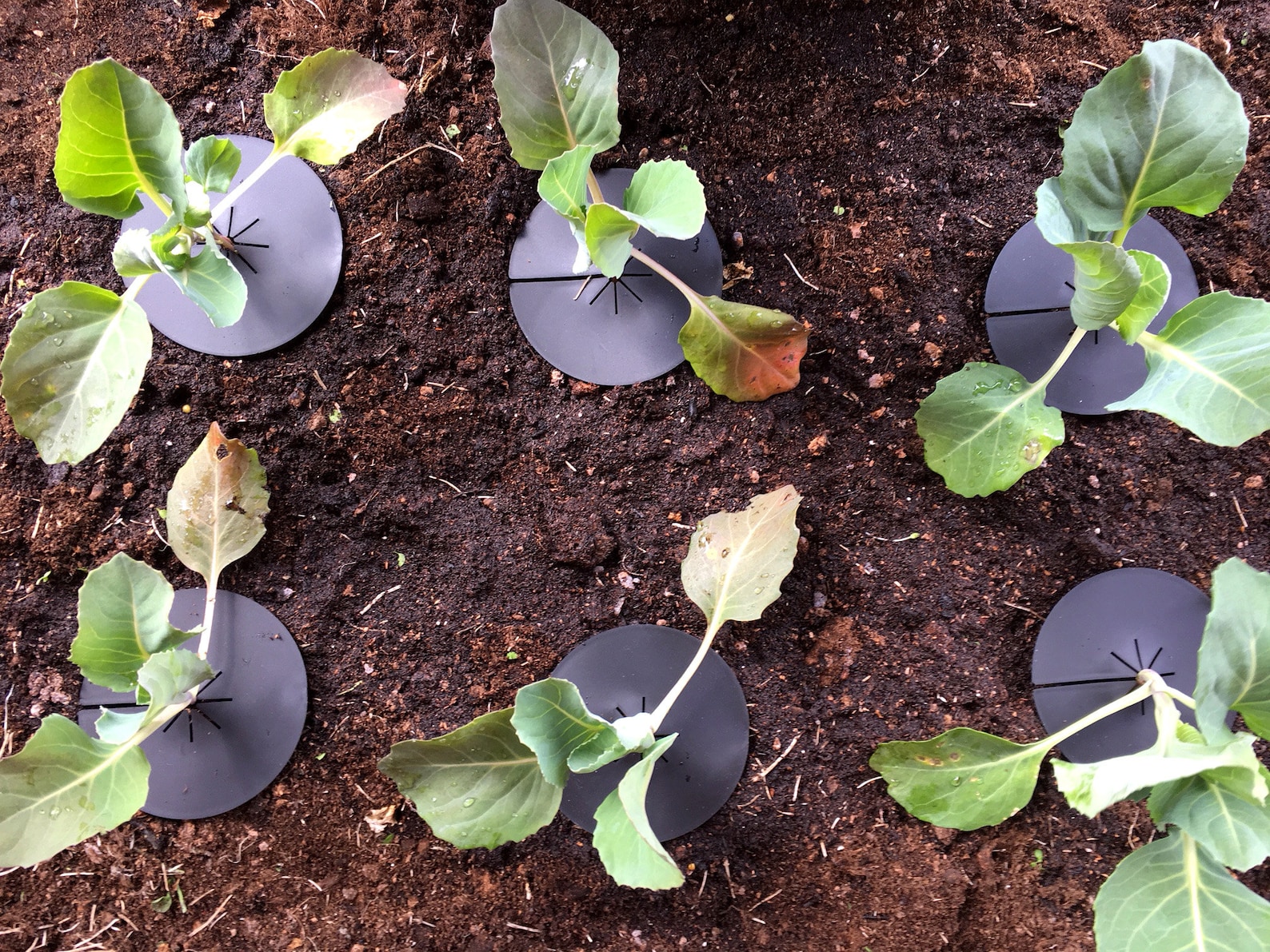 Proops Reusable Cabbage Brassica Plant Protector Barrier Guard - Etsy