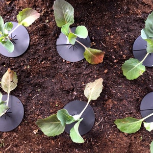 Proops Reusable Cabbage Brassica Plant Protector Barrier Guard - Etsy
