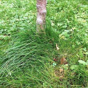 Proops Tree Shrub Landscape Ring Mat Guard Protector Barrier for Grass ...