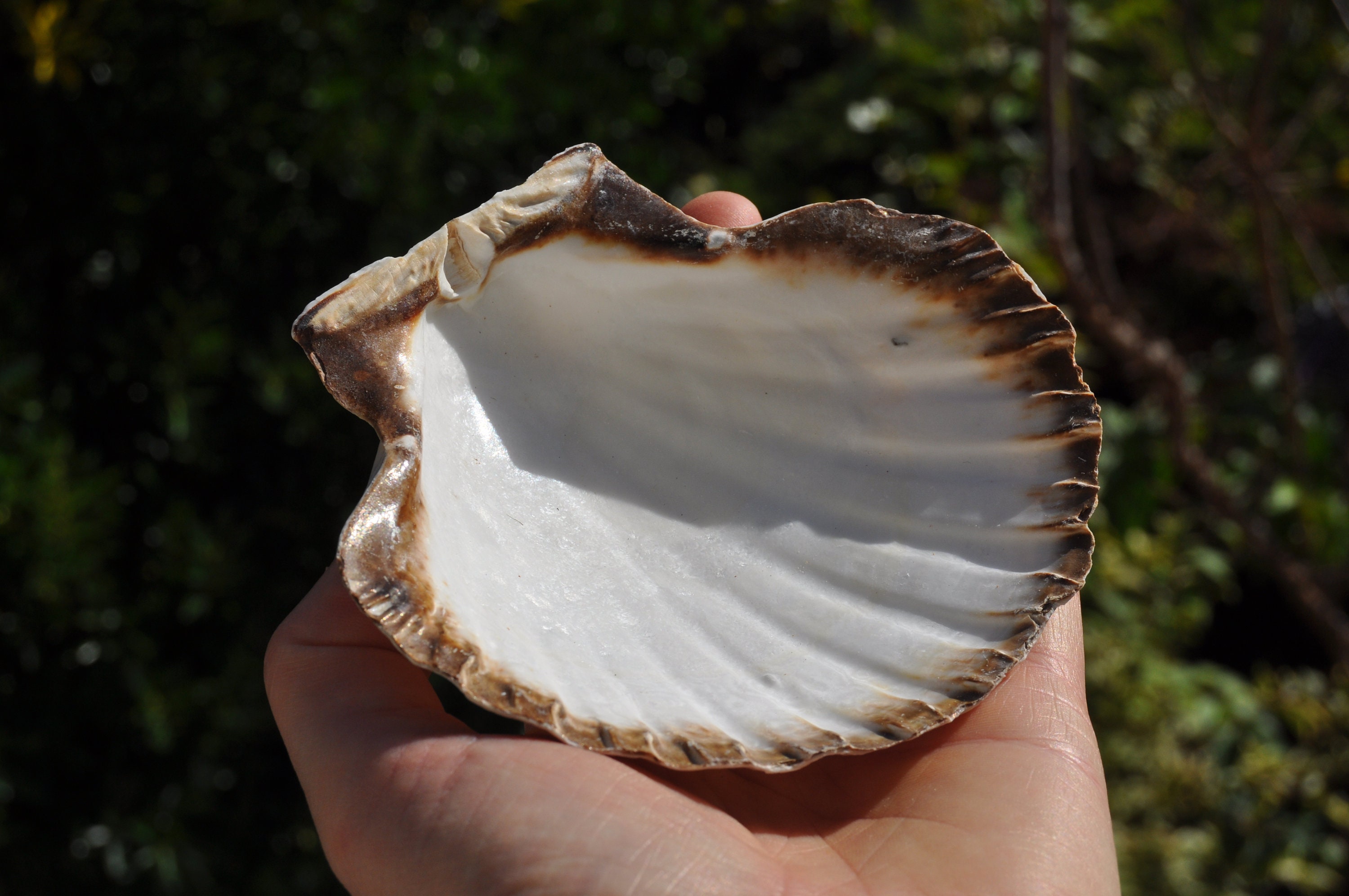 WHITE SAGE With Eucalyptus Smudge Set Palo Santo Shell - Etsy