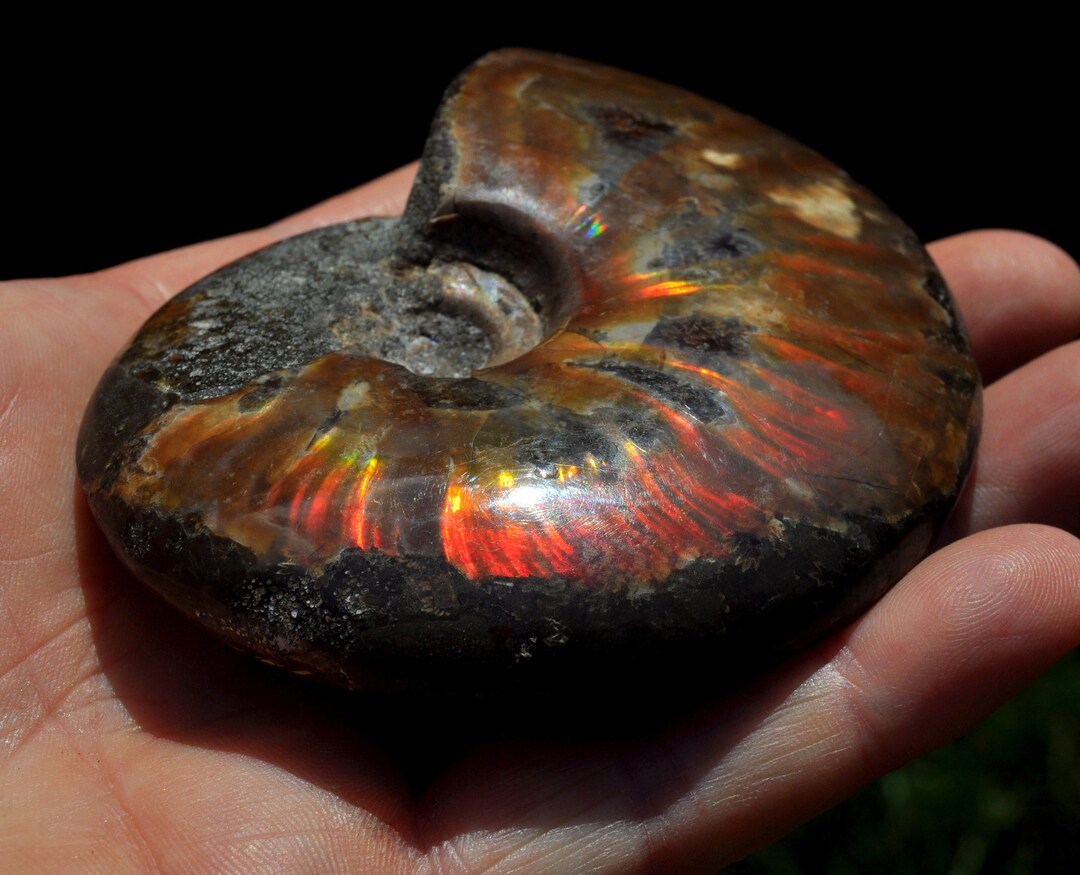LARGE Opalized Ammonite Fossil Nautilus Shell Craspedodiscus - Etsy ...