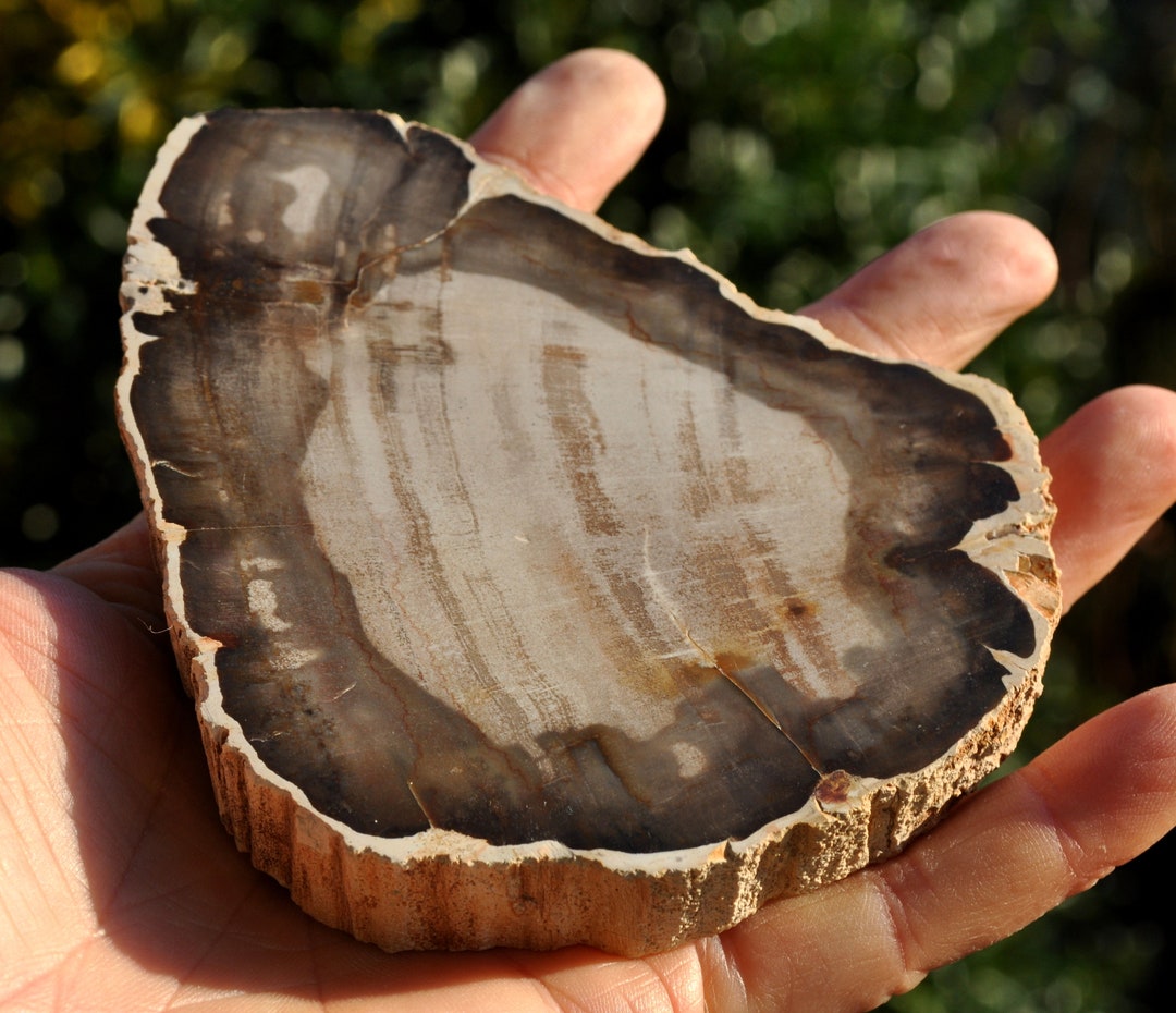 LARGE Petrified Wood Slice, Fossilized Wood SLAB Polished on Both Sides 215g 7.58oz - Etsy