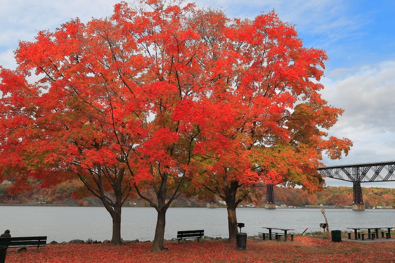 Red Tree Trio on the Hudson River Photograph With the Walkway - Etsy