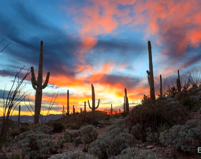 Desert Sunset, Pink Sunset, Tucson, Arizona Landscape, Desert ...