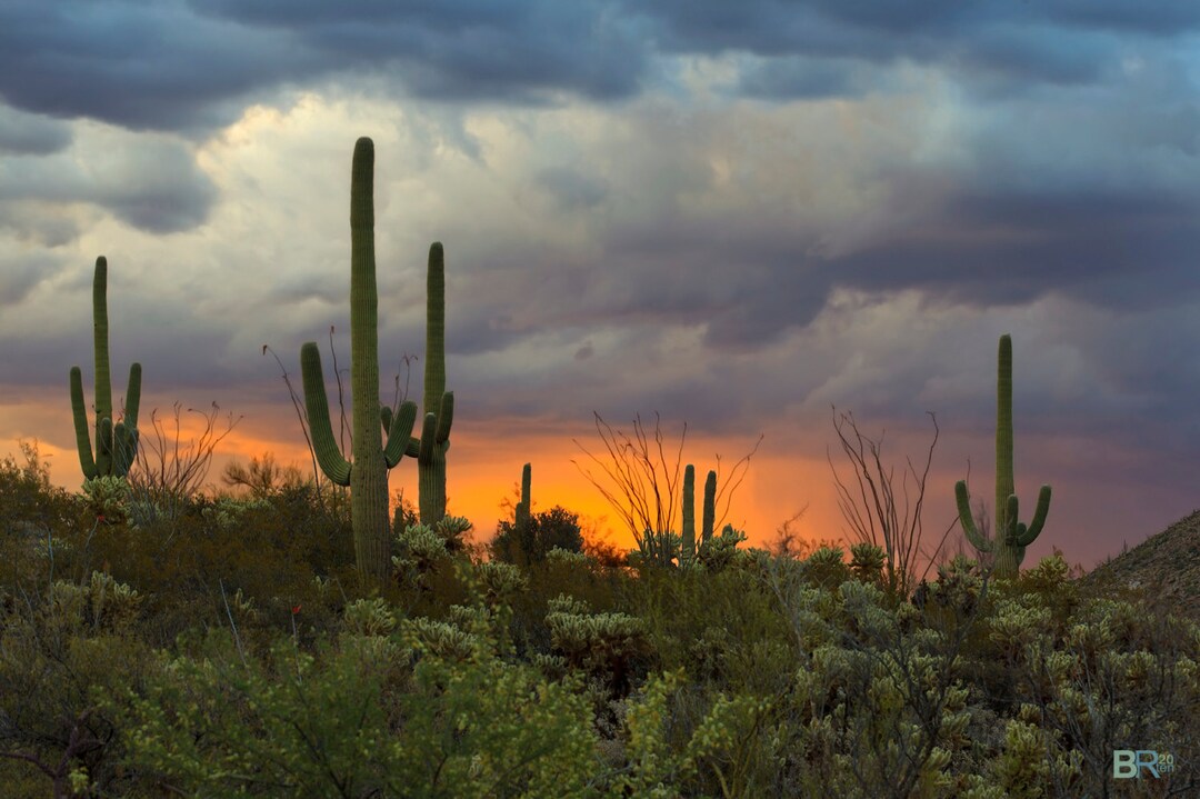 Saguaro Cacti With Cloud Filled Sky at Sunset in the Sonoran Desert ...