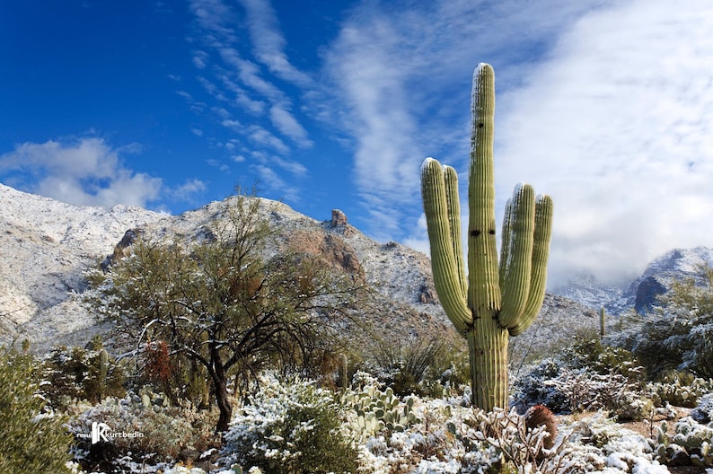 Single Saguaro Cactus in the Snow After a Rare Snowstorm in the Sonoran ...