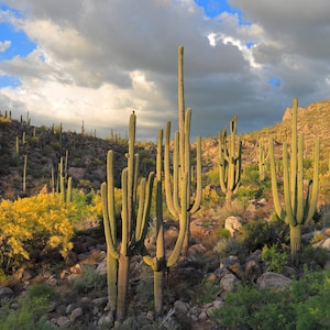 Saguaro Cactus At The Base Of The Santa Catalina Mountains In The