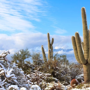 Single Saguaro Cactus in the Snow After a Rare Snowstorm in the Sonoran ...