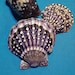 Hand Painted Seashells in Custom Color Theme Lots Hand Painted Shells ...