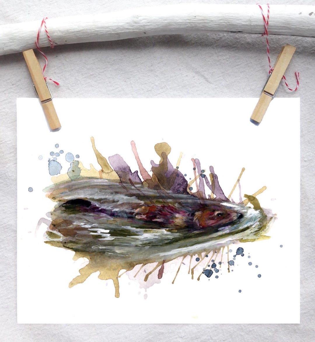 Swimming Muskrat Art Print of Original Watercolor Painting - Etsy