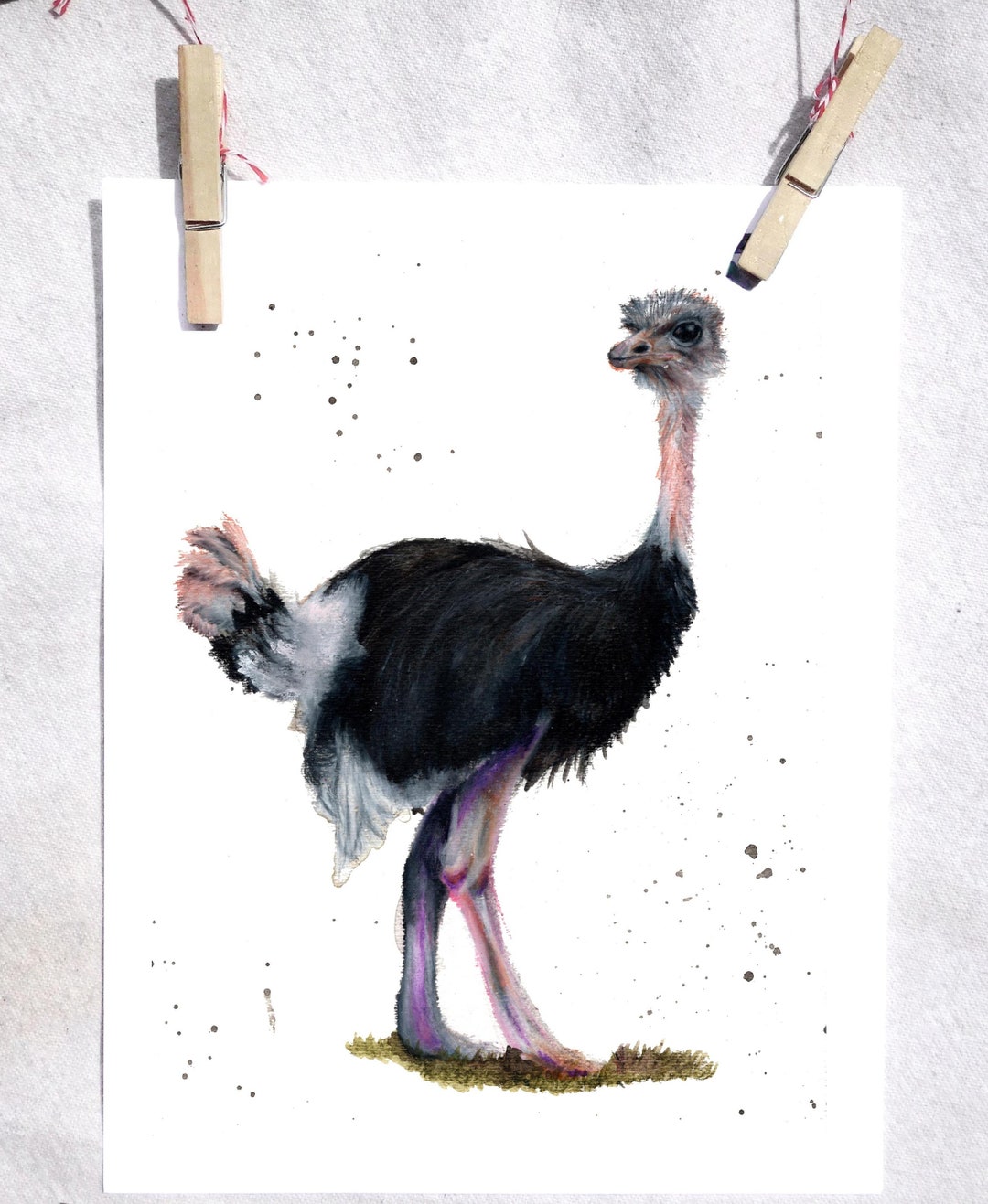 Ostrich Art Print | Zoo Animal Prints | Safari Wall Art Prints | Bird ...