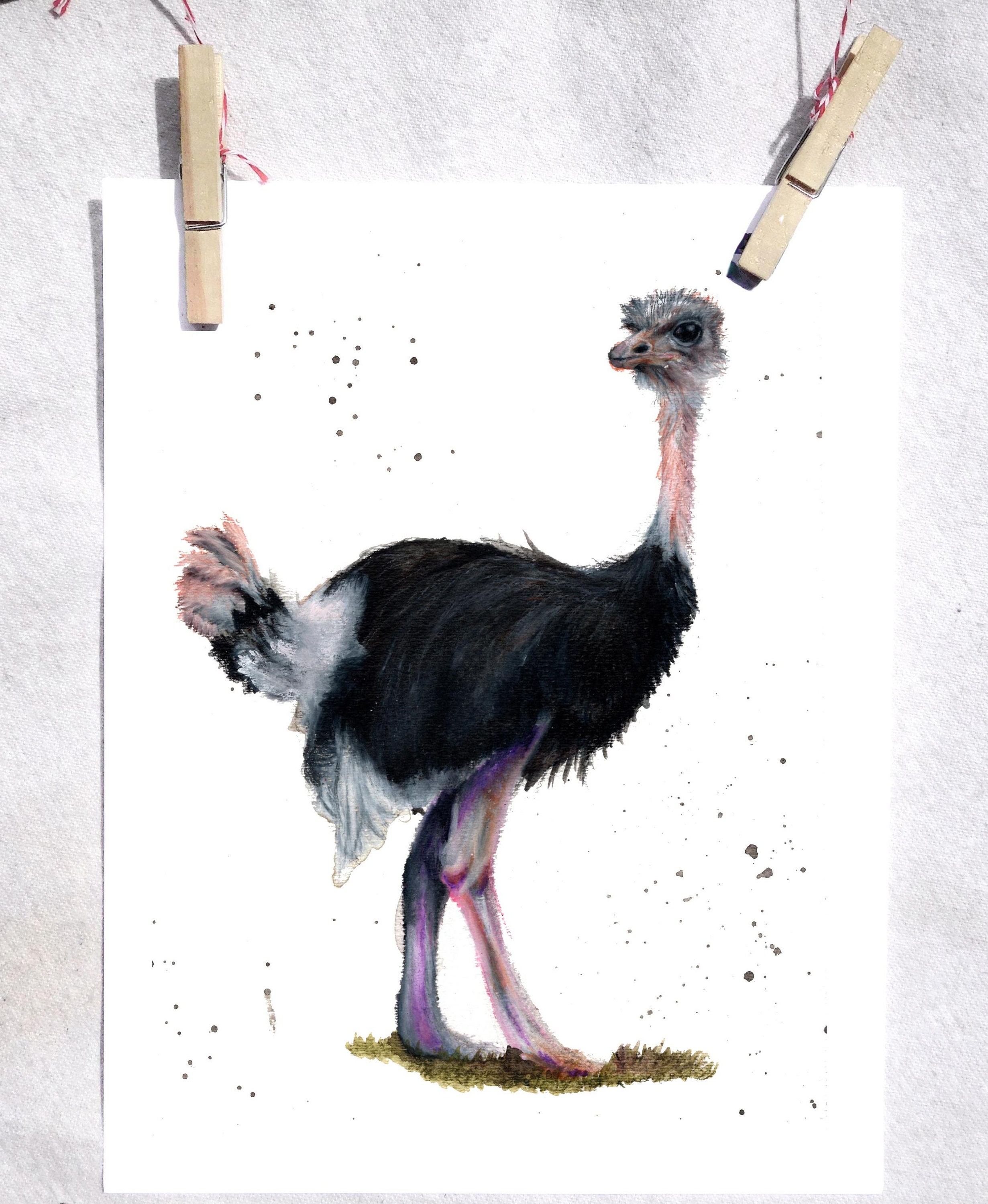 Ostrich Art Print Zoo Animal Prints Safari Wall Art Prints - Etsy UK