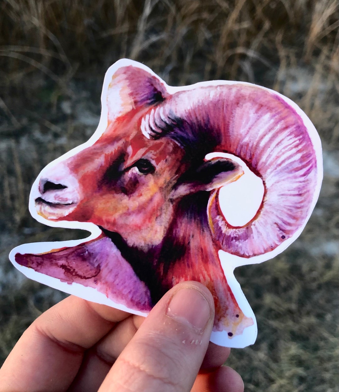 Big Horn Sheep Sticker | Weather Proof Stickers | Western Decor ...