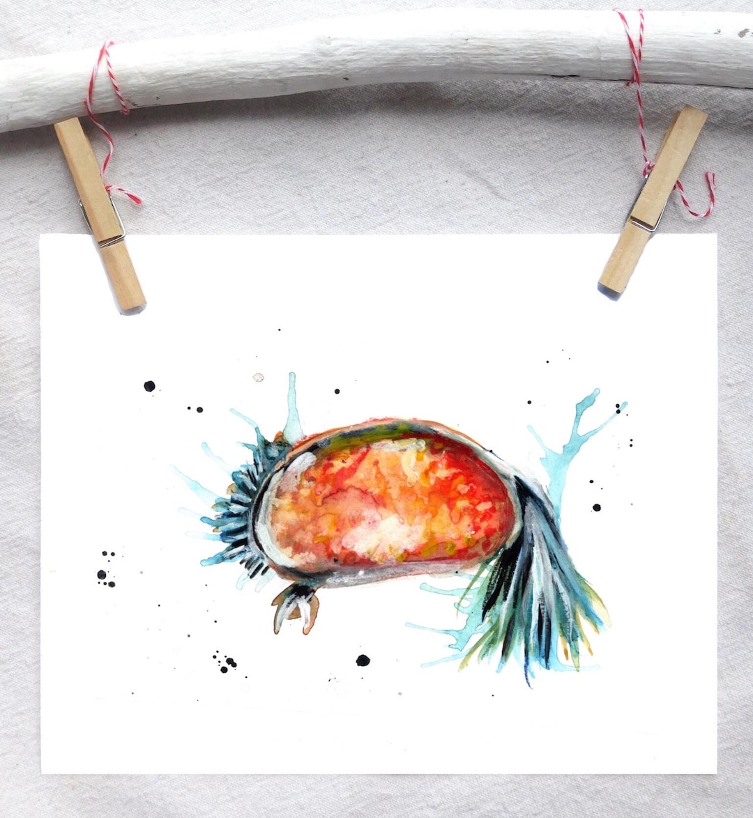 Ostracod Art Print | Seed Shrimp Original Drawing - Etsy