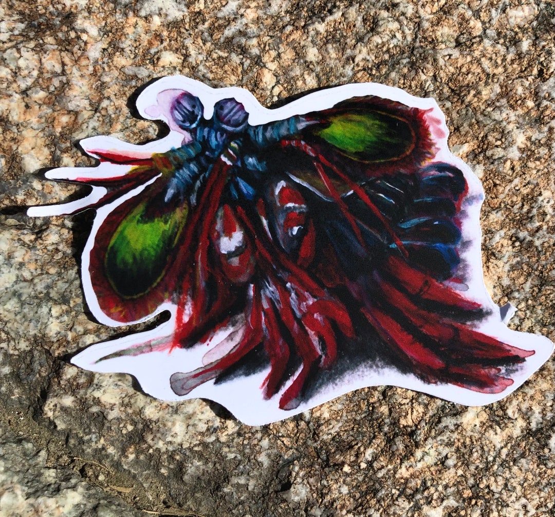 Peacock Mantis Shrimp Sticker | Mantis Shrimp Art | Ocean Lover Art ...