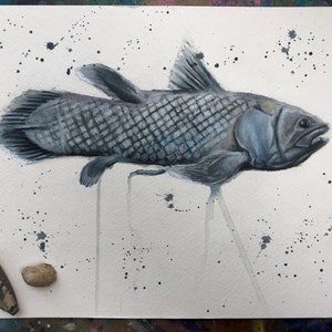 Original Hand Drawing of a Coelacanth a Living Dinosaur - Etsy