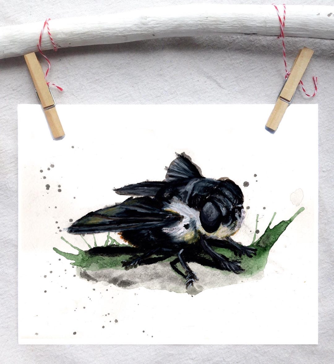 Bot Fly Parasite Art Print of an Original Watercolor Artwork - Etsy