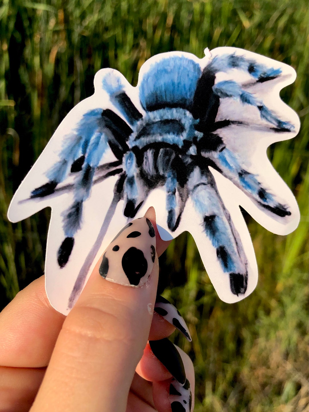 Blue Tarantula Sticker | Weatherproof Spider Art Decal - Etsy