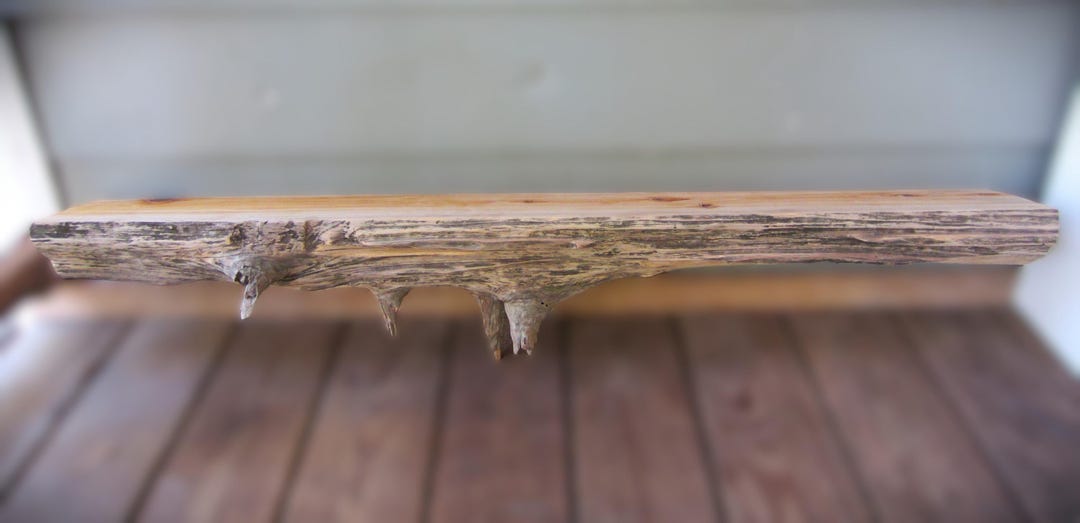 SHIPS FREE & FAST Swamp Cypress Epoxy Small Mantle Project Taxidermy ...