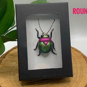 Beetle Brooch Pin Jewellery - Etsy