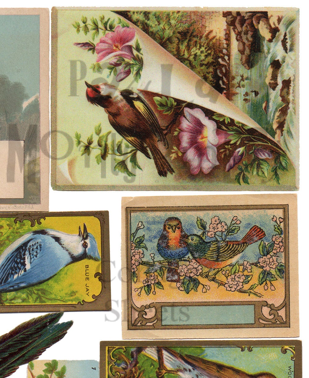 Birds Number 4 Digital Download Collage Sheet - Etsy