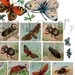 Insects Number 1 Digital Download Collage Sheet - Etsy