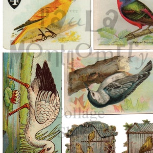 Birds Number 8 Digital Download Collage Sheet - Etsy