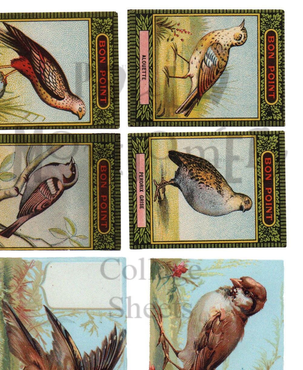 Birds Number 6 Digital Download Collage Sheet - Etsy