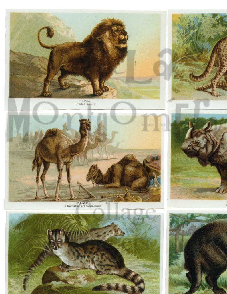 Wild Animals Number 2 Digital Download Collage Sheet - Etsy