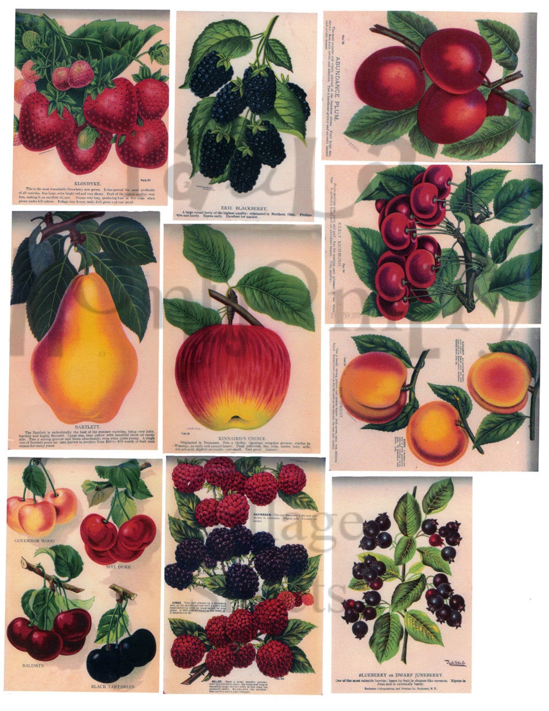 Fruit #2 Digital Download Collage Sheet - Etsy