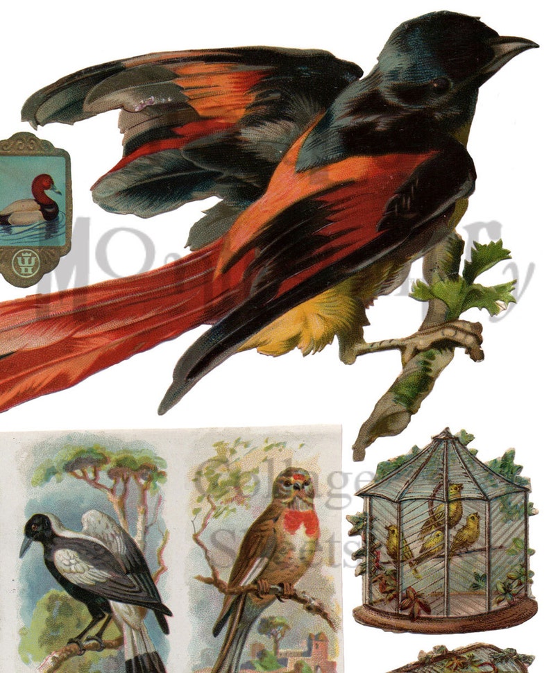 Birds Number 7 Digital Download Collage Sheet - Etsy