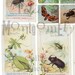 Insects Number 1 Digital Download Collage Sheet - Etsy