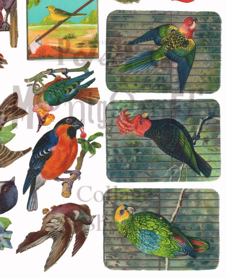 Birds Number 2 Digital Download Collage Sheet - Etsy