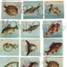 Fish Number 2 Digital Download Collage Sheet - Etsy
