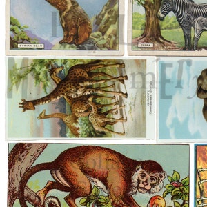 Wild Animals Number 2 Digital Download Collage Sheet - Etsy