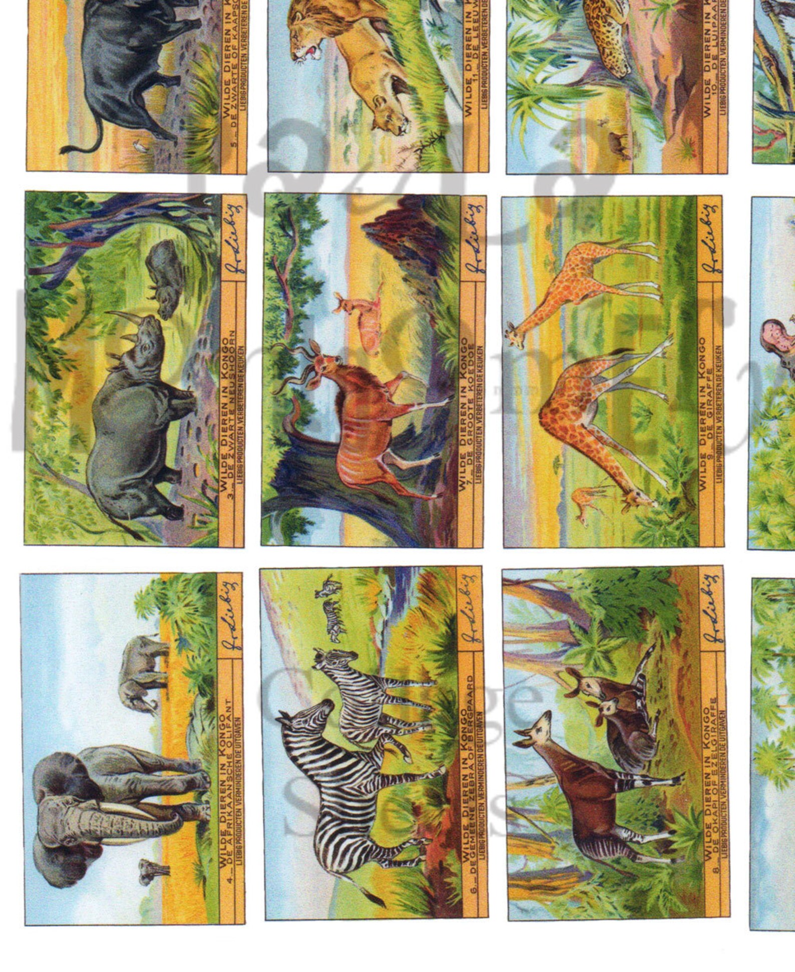 Wild Animals Number 1 Digital Download Collage Sheet - Etsy